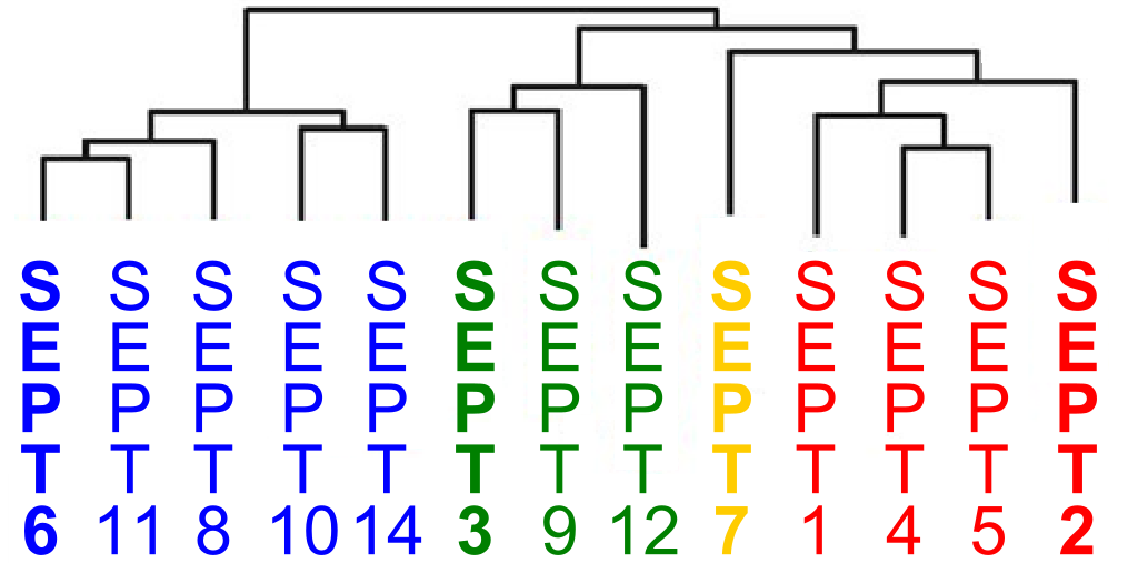 Septin groups - Structural Biology of Septins